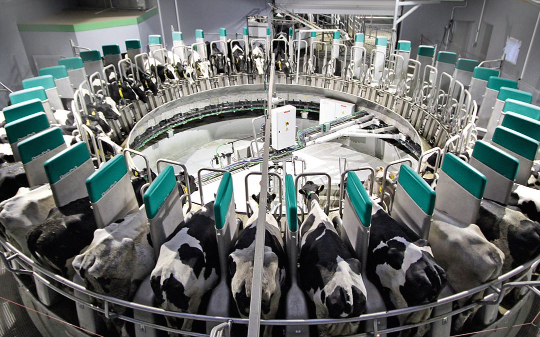 Managing Cows With Robots | Dairy Radio Now