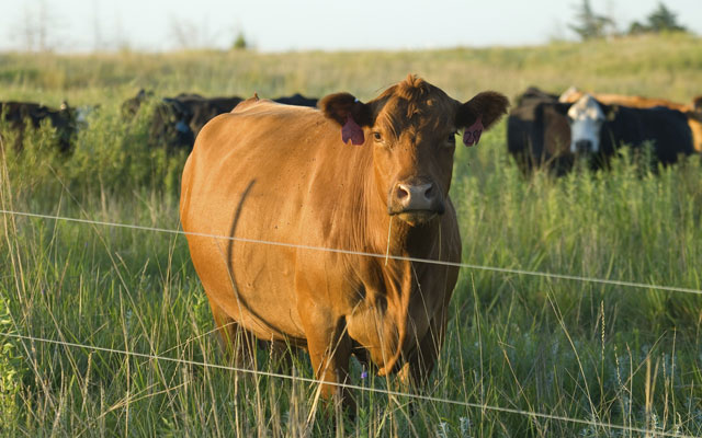 Collaboration Improves Sustainability Of Beef Supply Chain | Dairy ...